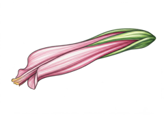 Définition de ÉPERON - Dictionnaire français Reverso