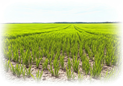 AFTERMATH - Definition & Meaning - Reverso English Dictionary