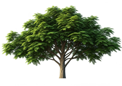 ASH - Definition & Meaning - Reverso English Dictionary