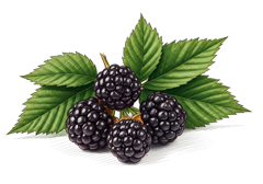 BRAMBLE - Definition & Meaning - Reverso English Dictionary