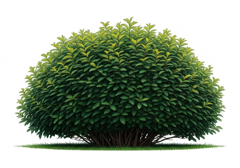 BUSH - Definition & Meaning - Reverso English Dictionary