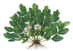 CAPER - Definition & Meaning - Reverso English Dictionary