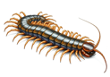 centipede - Translation into Ukrainian - examples English | Reverso Context
