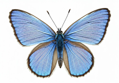 CERULEAN - Definition & Meaning - Reverso English Dictionary