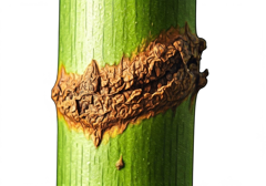 Définition de CHANCRE - Dictionnaire français Reverso