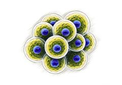 CLONE - Definition & Meaning - Reverso English Dictionary