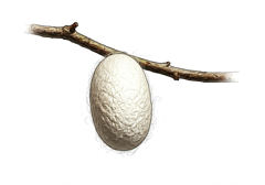 COCOON - Definition & Meaning - Reverso English Dictionary