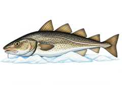 CODDED - Definition & Meaning - Reverso English Dictionary