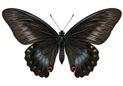 CROWED - Definition & Meaning - Reverso English Dictionary