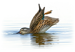 DABBLER - Definition & Meaning - Reverso English Dictionary