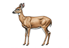 DOE - Definition & Meaning - Reverso English Dictionary