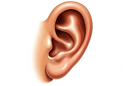 EAR translation in Spanish | English-Spanish Dictionary | Reverso