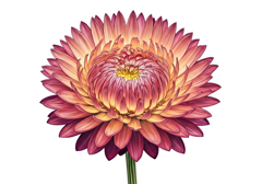 EVERLASTING - Definition & Meaning - Reverso English Dictionary