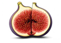 FIG translation in Spanish | English-Spanish Dictionary | Reverso