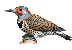 FLICKER - Definition & Meaning - Reverso English Dictionary