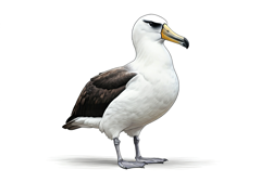 GOONY - Definition & Meaning - Reverso English Dictionary