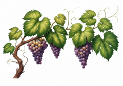 GRAPEVINE - Definition & Meaning - Reverso English Dictionary