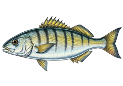 GRUNTING - Definition & Meaning - Reverso English Dictionary