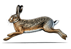 HARE - Definition & Meaning - Reverso English Dictionary