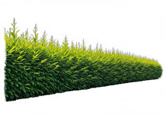 HEDGE - Definition & Meaning - Reverso English Dictionary