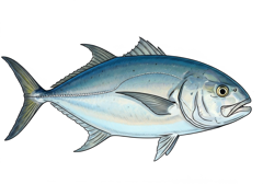 JACKED - Definition & Meaning - Reverso English Dictionary