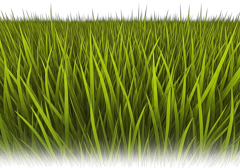 LAWN - Definition & Meaning - Reverso English Dictionary