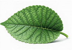 LEAF - Definition & Meaning - Reverso English Dictionary