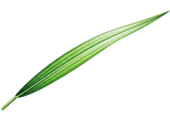 Définition de LIMBE - Dictionnaire français Reverso