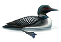 LOON - Definition & Meaning - Reverso English Dictionary