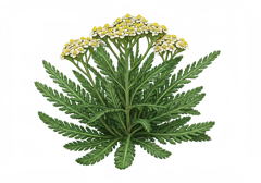 MAUDLIN - Definition & Meaning - Reverso English Dictionary