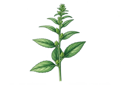 MERCURIAL - Definition & Meaning - Reverso English Dictionary