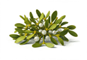 MISTLETOE translation in Spanish | English-Spanish Dictionary | Reverso