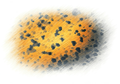 MOTTLED - Definition & Meaning - Reverso English Dictionary