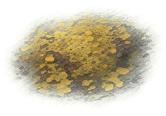 MOTTLING - Definition & Meaning - Reverso English Dictionary