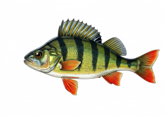 PERCH - Definition & Meaning - Reverso English Dictionary