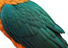 PLUMAGE - Definition & Meaning - Reverso English Dictionary