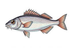 POUT - Definition & Meaning - Reverso English Dictionary