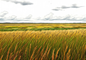 PRAIRIE - Definition & Meaning - Reverso English Dictionary