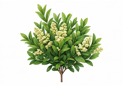 PRIVET - Definition & Meaning - Reverso English Dictionary
