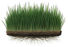 QUICKENING - Definition & Meaning - Reverso English Dictionary