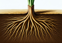 ROOTING - Definition & Meaning - Reverso English Dictionary