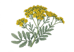 RUE - Definition & Meaning - Reverso English Dictionary