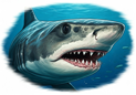 SHARK translation in French | English-French Dictionary | Reverso