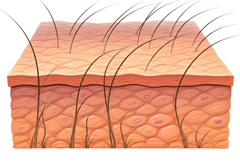 SKINNING - Definition & Meaning - Reverso English Dictionary