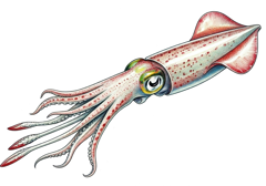 SQUID - Definition & Meaning - Reverso English Dictionary