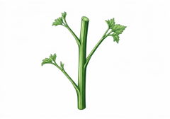 STEM - Definition & Meaning - Reverso English Dictionary