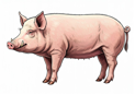 SWINE - Definition & Meaning - Reverso English Dictionary