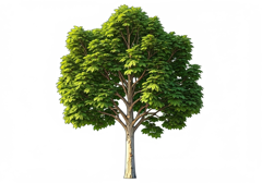 SYCAMORE - Definition & Meaning - Reverso English Dictionary