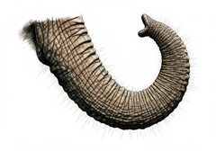 TRUNK - Definition & Meaning - Reverso English Dictionary