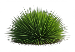 TUFT - Definition & Meaning - Reverso English Dictionary